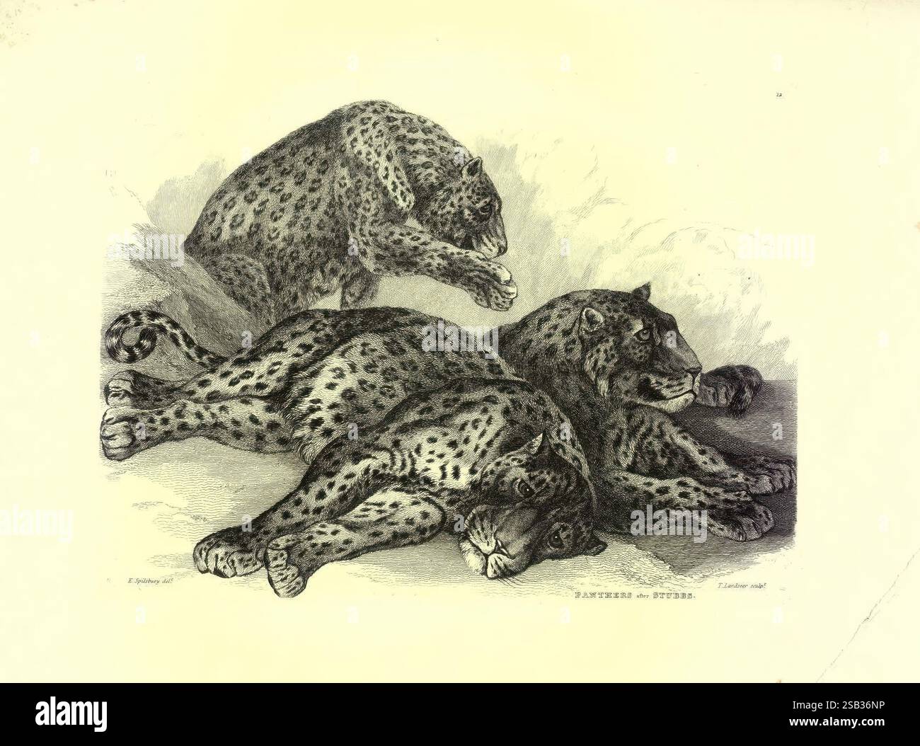 Engravings of lions, tigers, panthers, leopards, dogs, &c. 1853. Animal ...