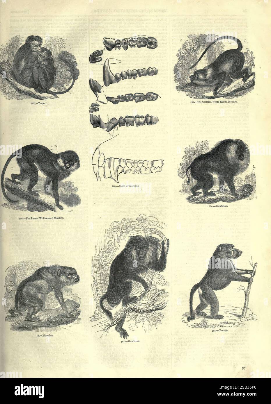 The pictorial museum of animated nature v.1. London, C. Cox, [1844 ...