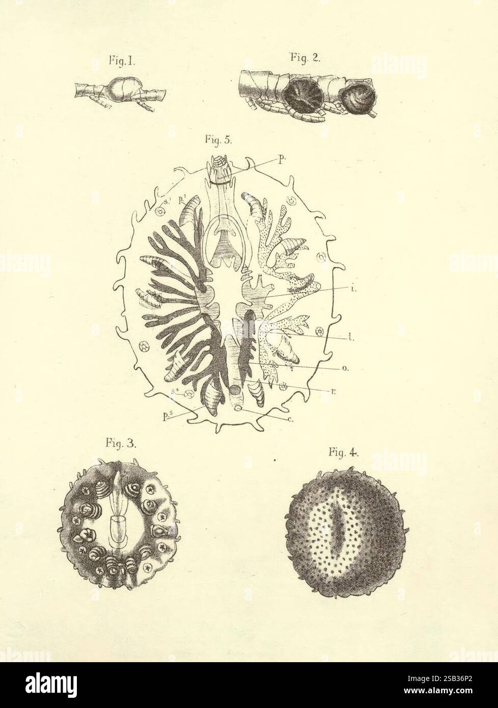 Polyps arrangement hi-res stock photography and images - Alamy