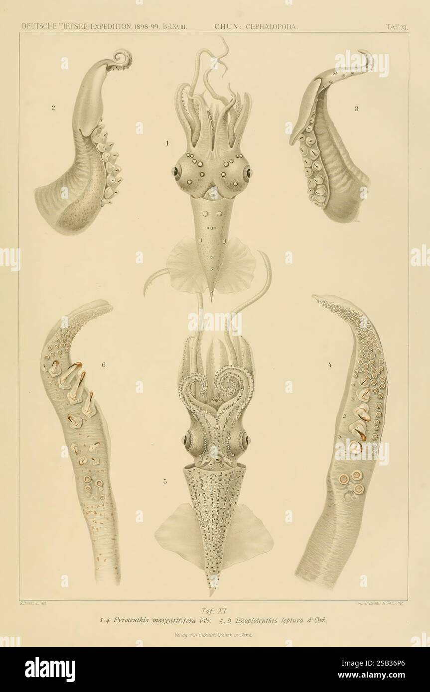 Die Cephalopoden, Bd. 18, T.1 Atlas, Jena, G. Fischer, 1910-1915 ...