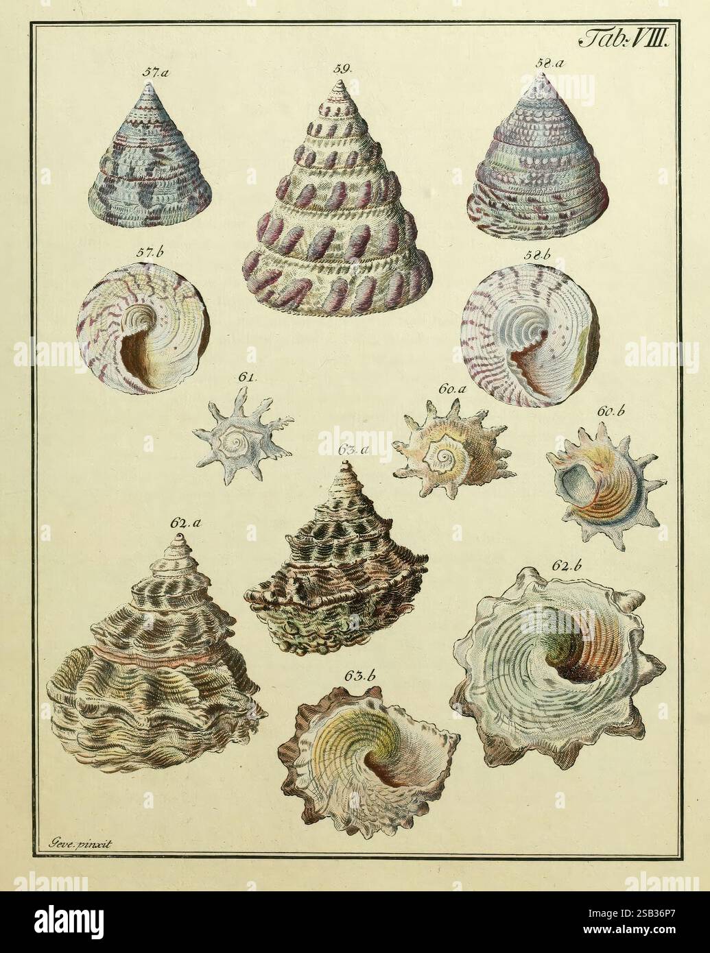 Nicolaus Georg Gevens Conchylien-Cabinet Lüneburg, Bei Herold und Wahlstab, 1830. Shells ...