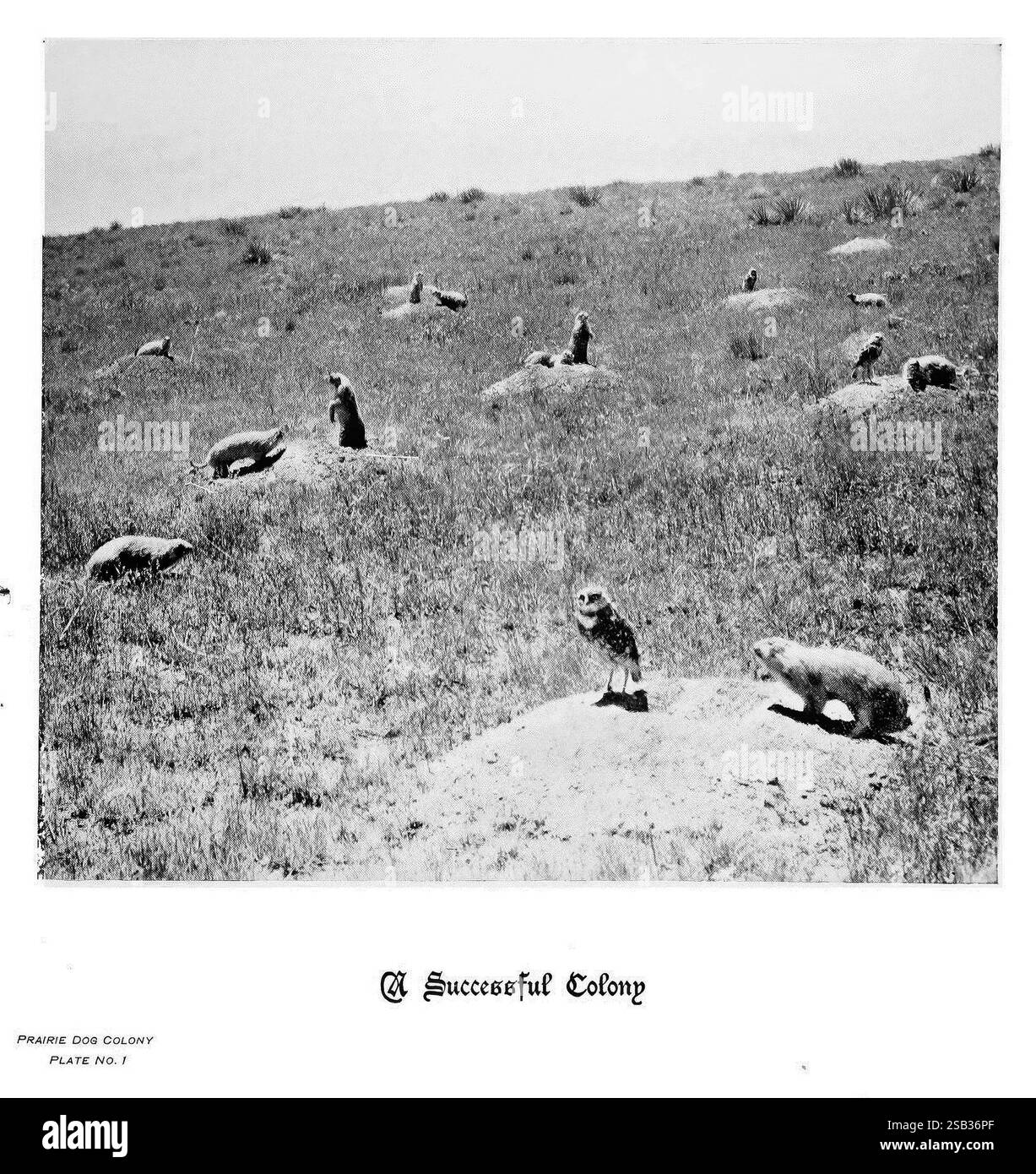 Small burrowing animals Black and White Stock Photos & Images - Alamy