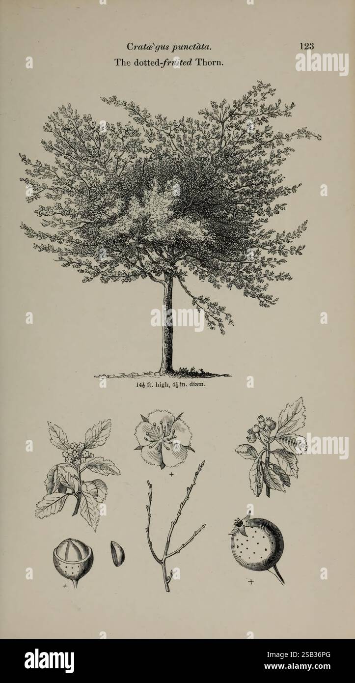 Dotted fruited thorn hi-res stock photography and images - Alamy
