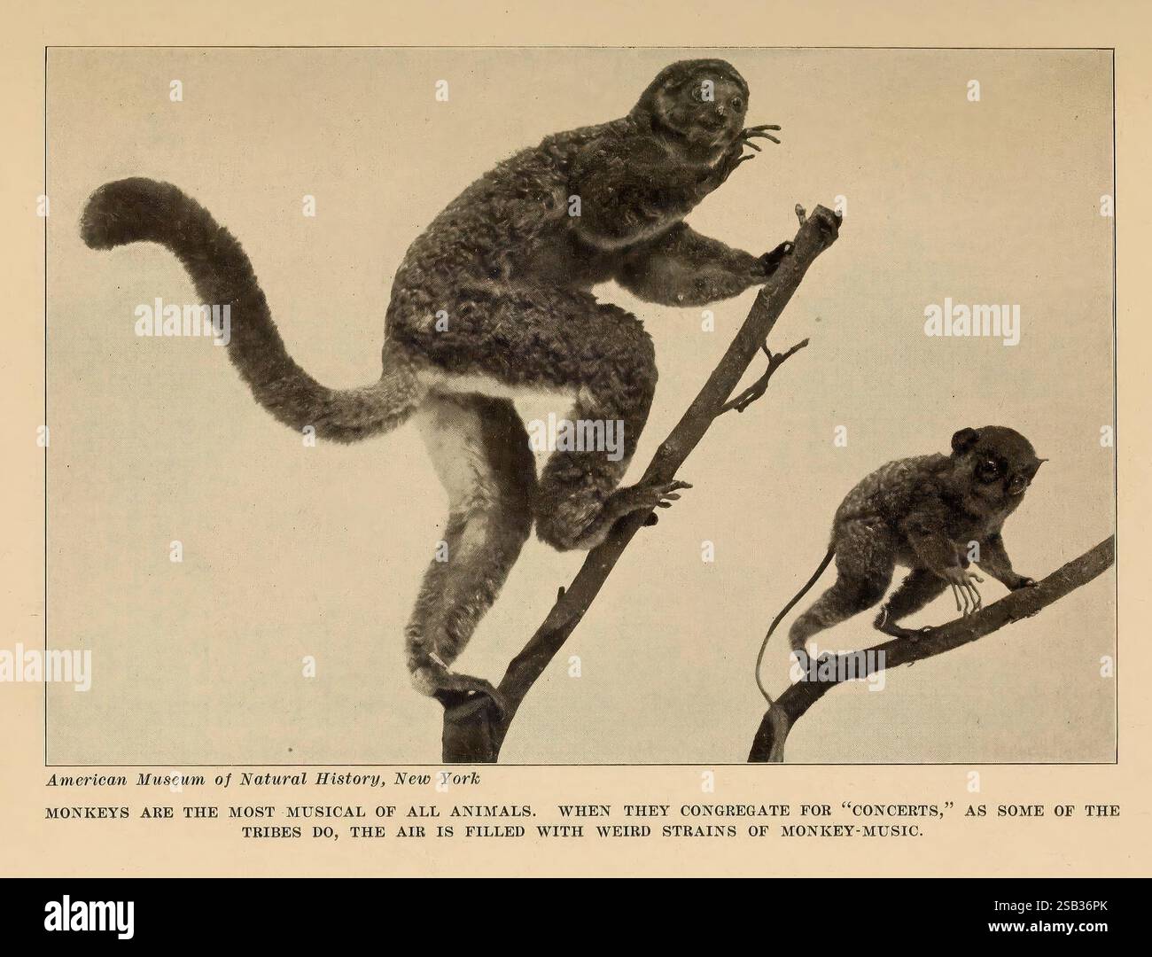 Two monkeys engaging in social hi-res stock photography and images - Alamy