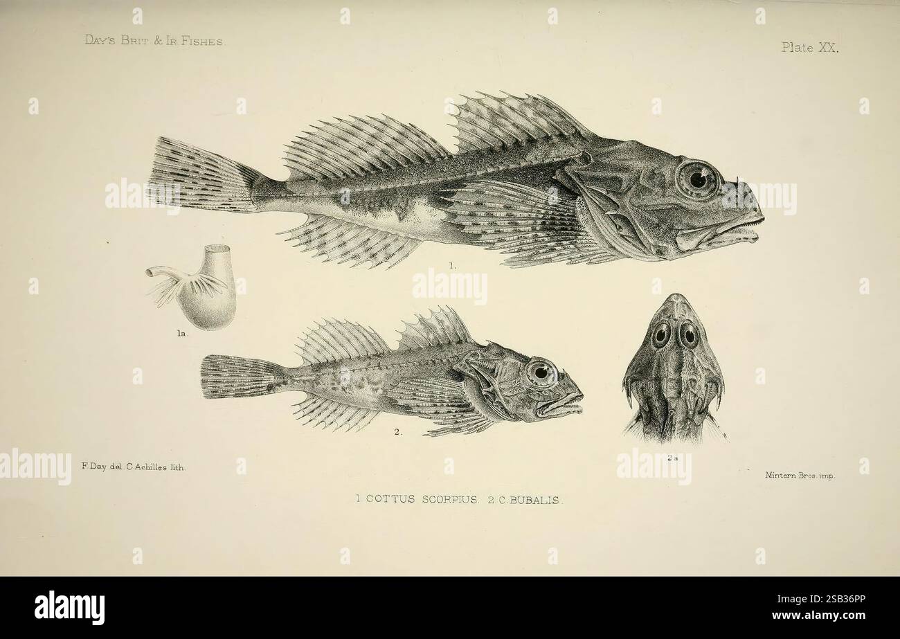 The fishes of Great Britain and Ireland, Edinburgh, 1880-1884. Great ...