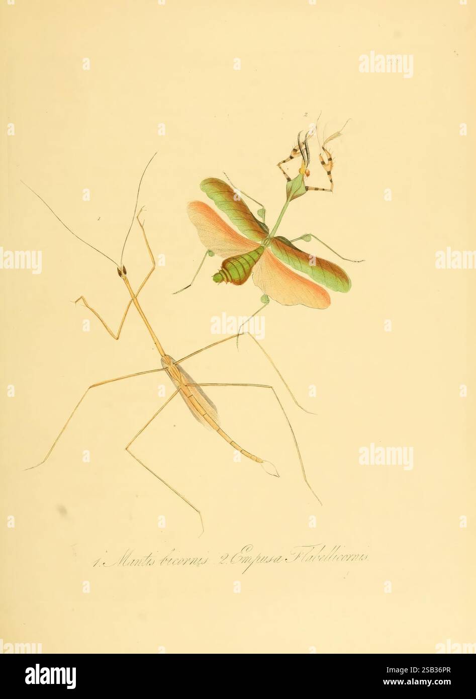 Mantis features broad hi-res stock photography and images - Alamy