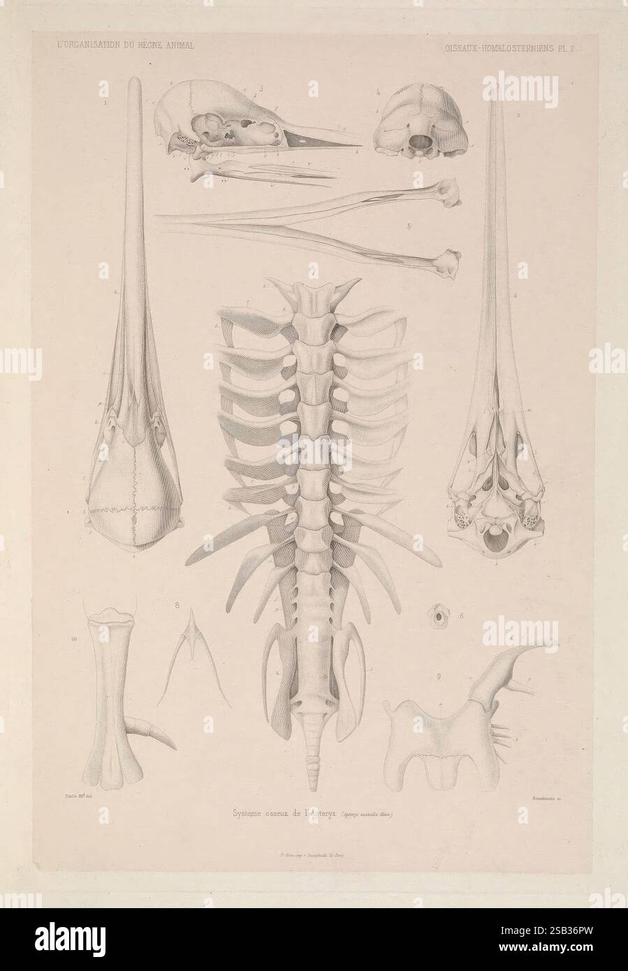 Depictions of skeletal structures hi-res stock photography and images ...