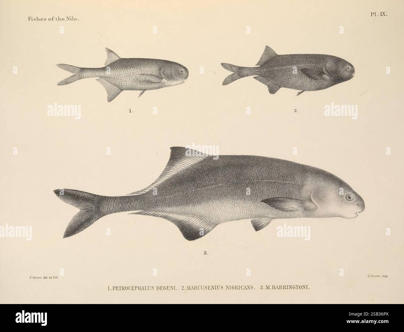 Illustration features three detailed renderings hi-res stock ...