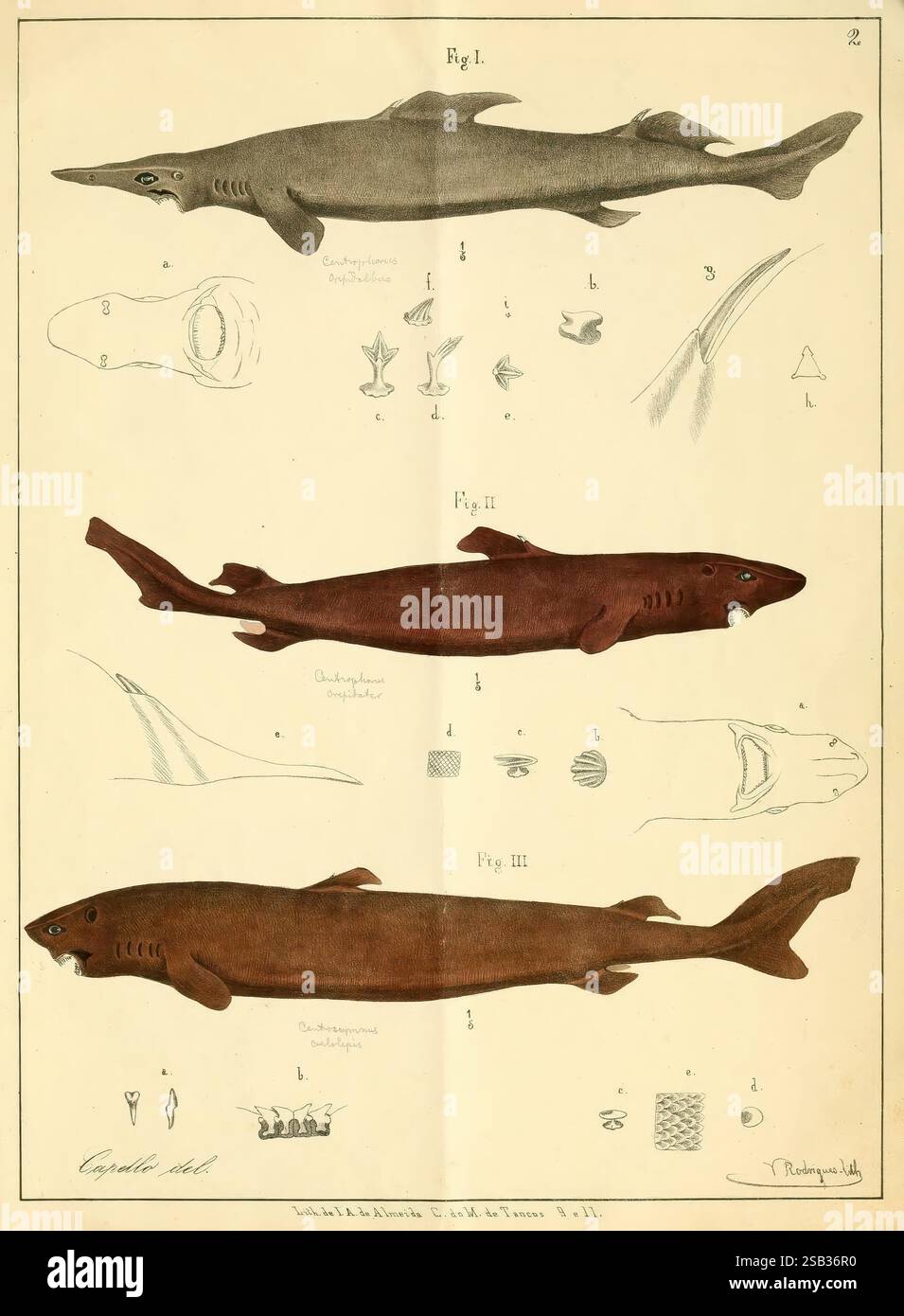 Elongated features labeled hi-res stock photography and images - Alamy