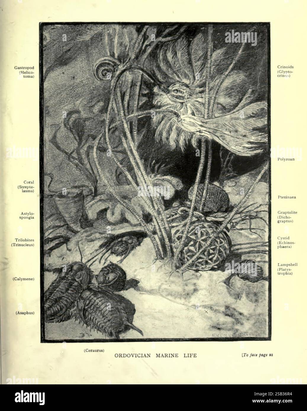 Evolution in the past London Herbert Daniel 1912 evolution paleontology ...