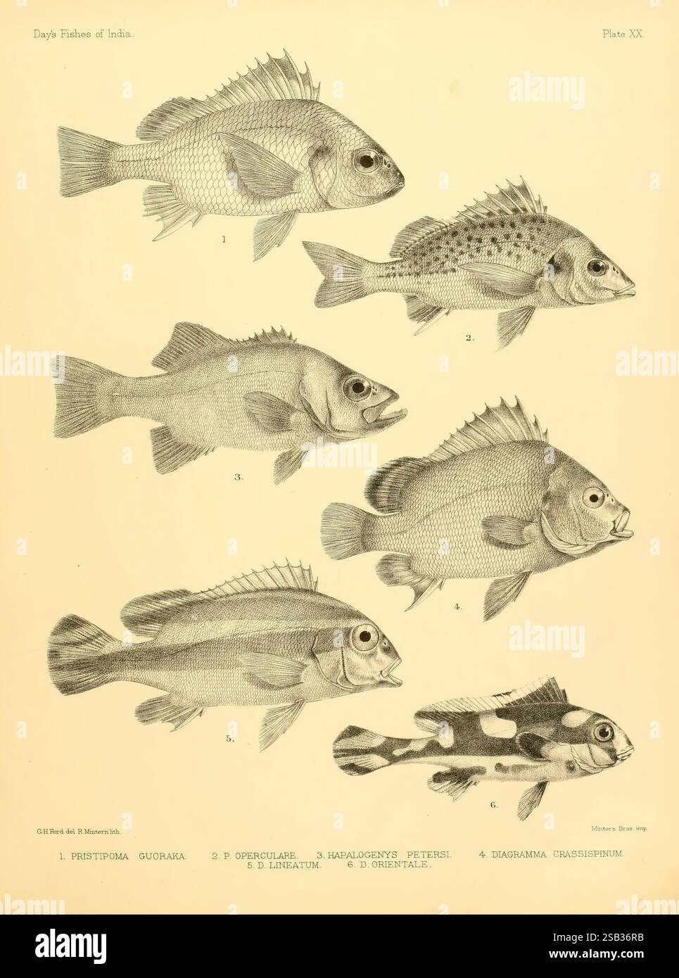 Various fish species documented hi-res stock photography and images - Alamy