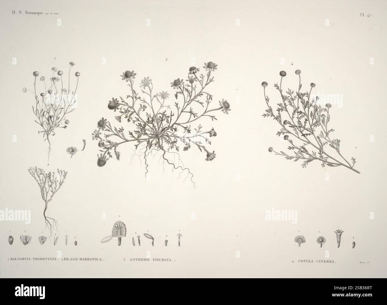 Asterus sinensis hi-res stock photography and images - Alamy