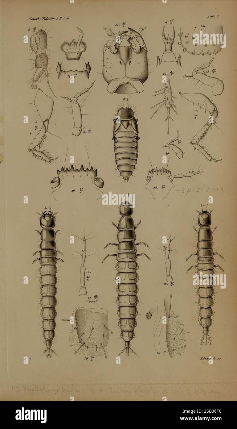 Illustration showcases various stages of larvae hi-res stock ...