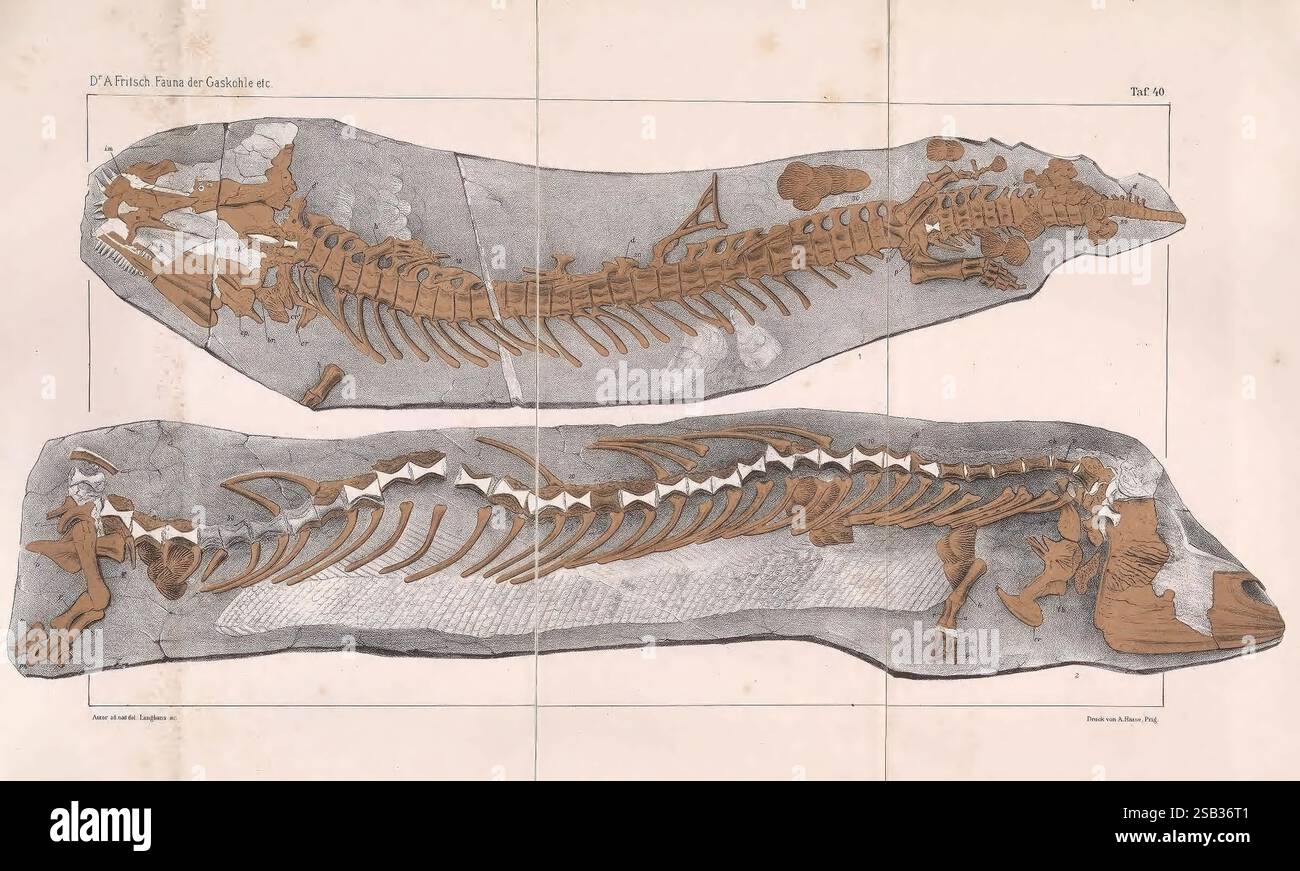 Fossilized skeletal structures hi-res stock photography and images - Alamy