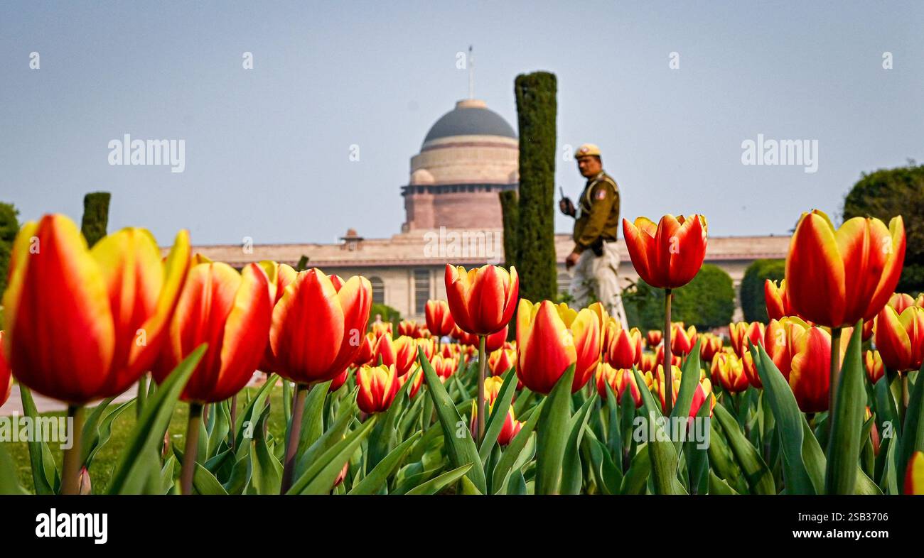 New Delhi, India. 31st Jan, 2025. NEW DELHI, INDIA - JANUARY 31: Tulip ...