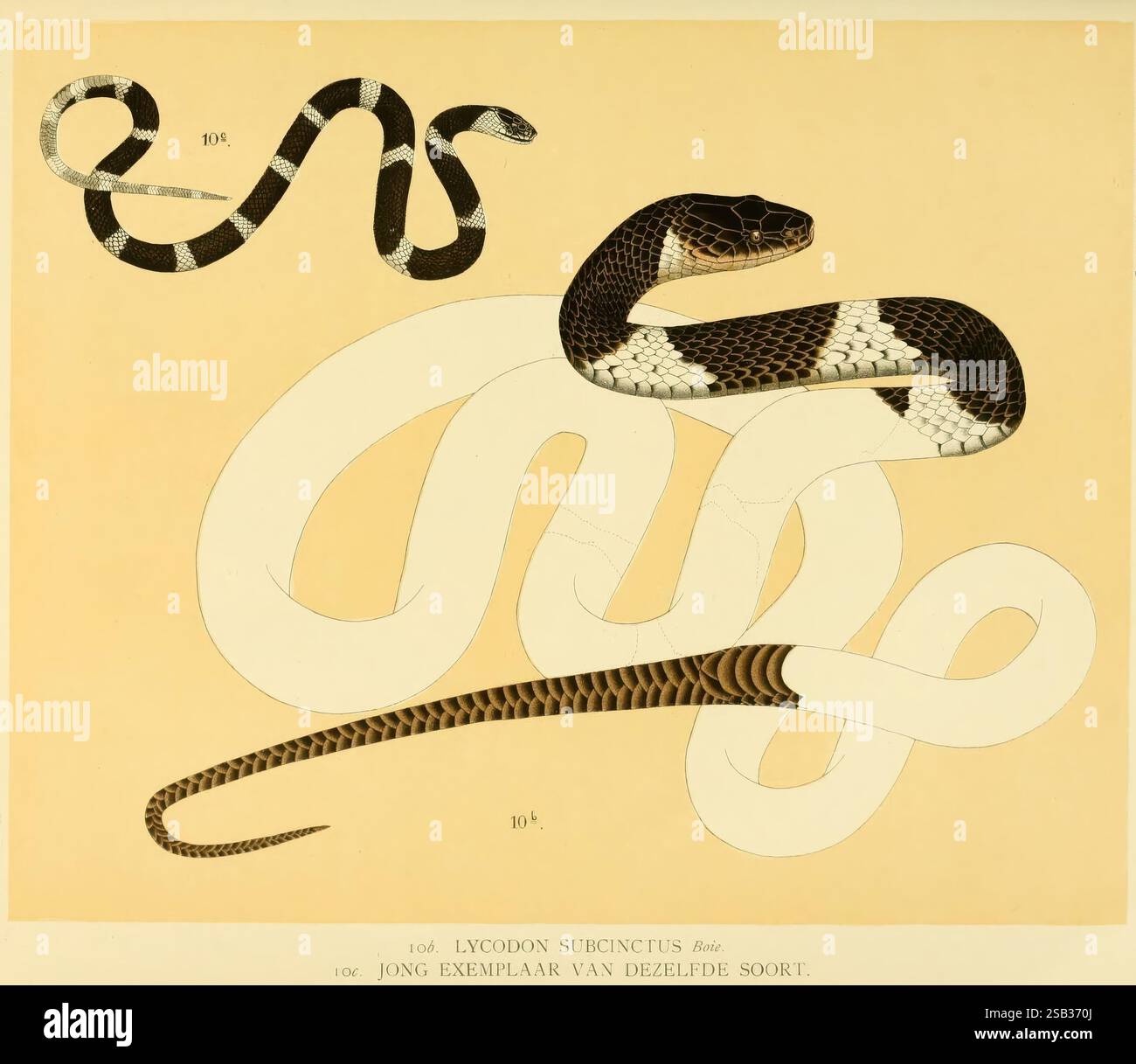 De voornaamste giftslangen van Nederlandsch Oost-Indie, Leiden, E.J ...