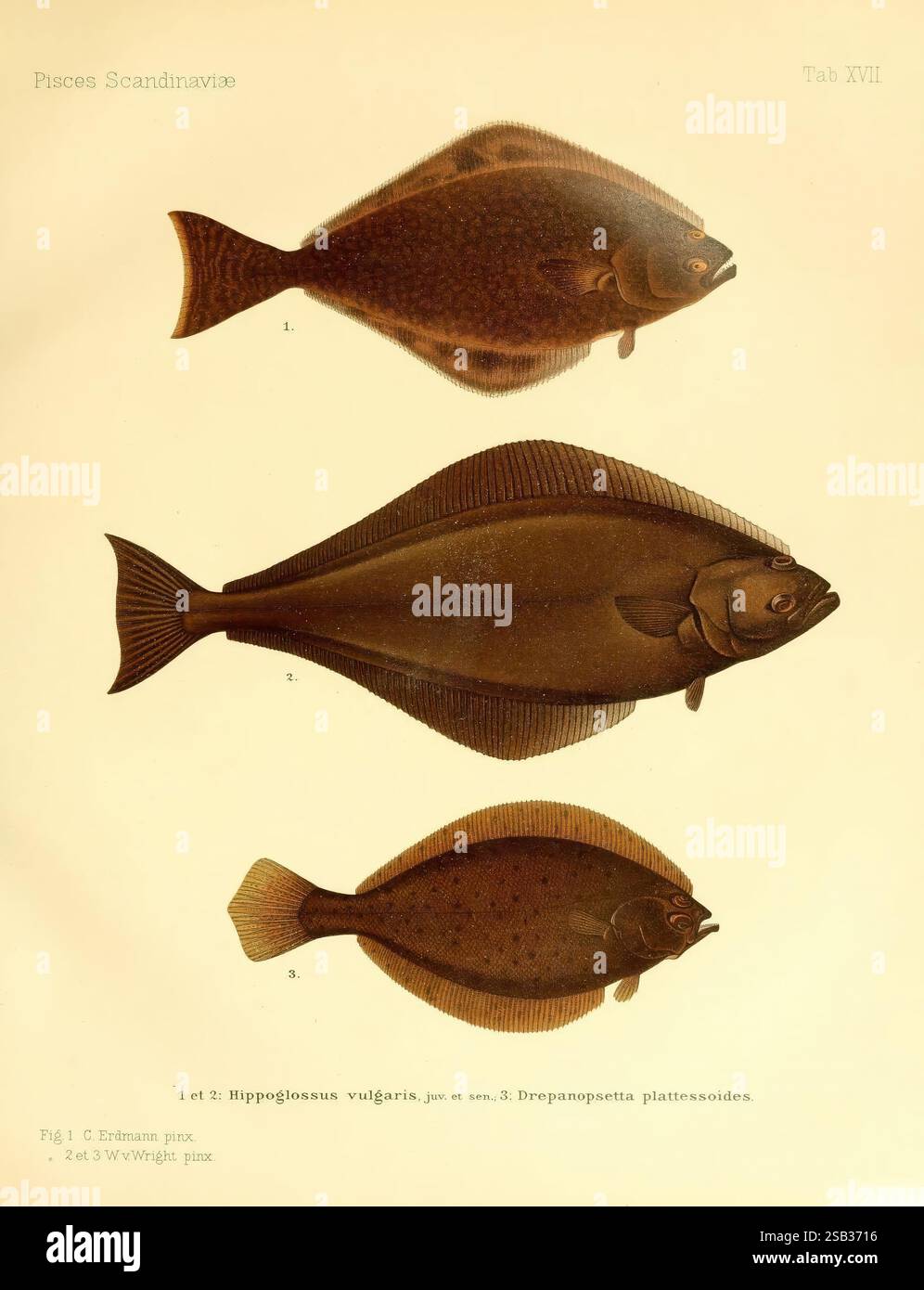 A, history, of, Scandinavian, fishes, Stockholm, P.A. Norstedt & söner ...