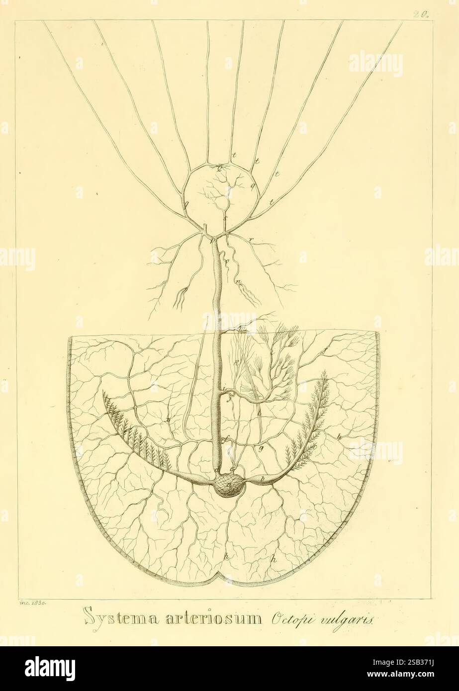 Octopuss circulatory anatomy hi-res stock photography and images - Alamy