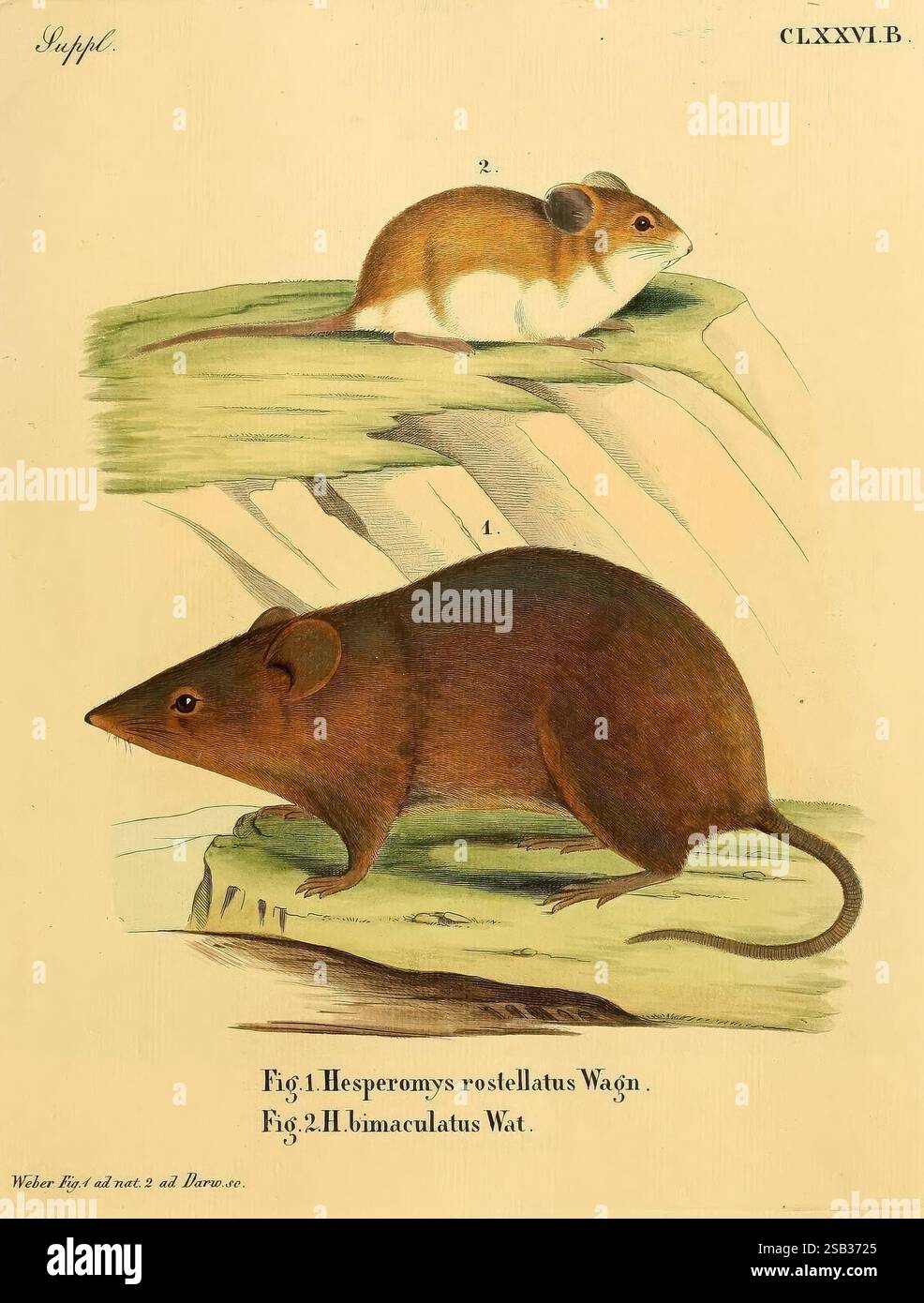 Illustration showcases two distinct rodent species hi-res stock ...