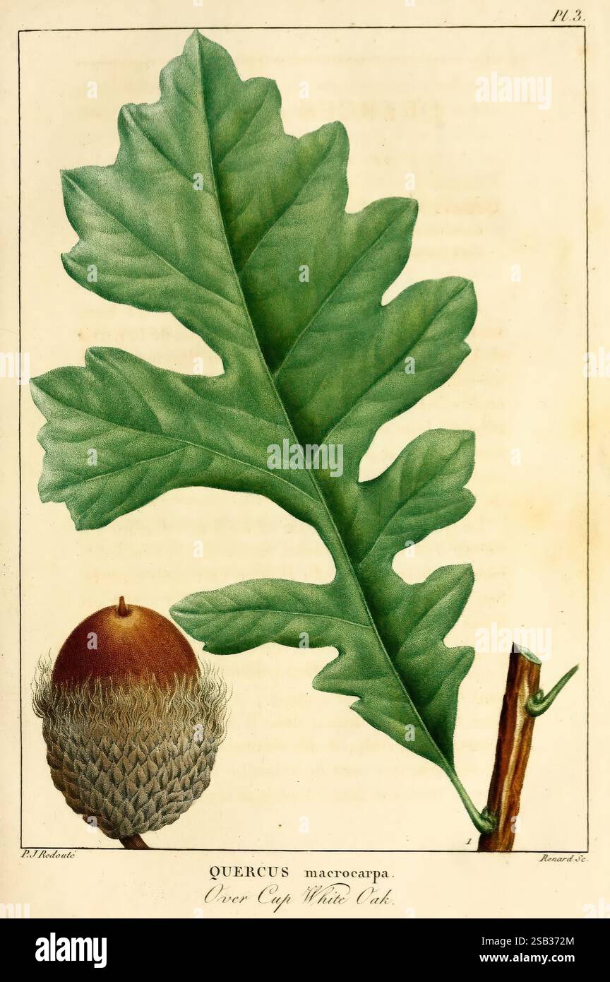 Overcup white oak hi-res stock photography and images - Alamy