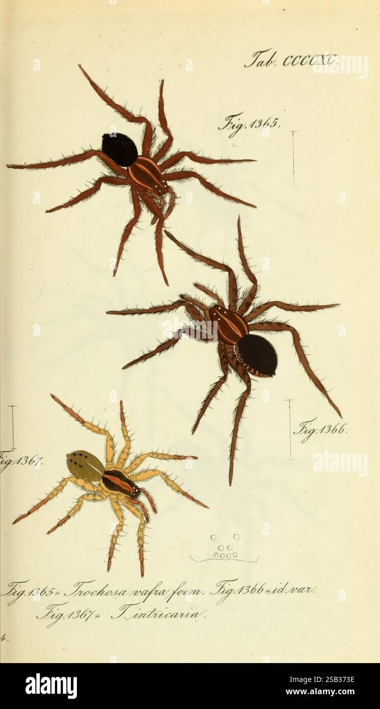 Top two spiders display hi-res stock photography and images - Alamy
