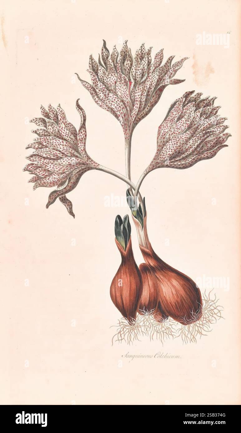 Two bulbous base structures hi-res stock photography and images - Alamy