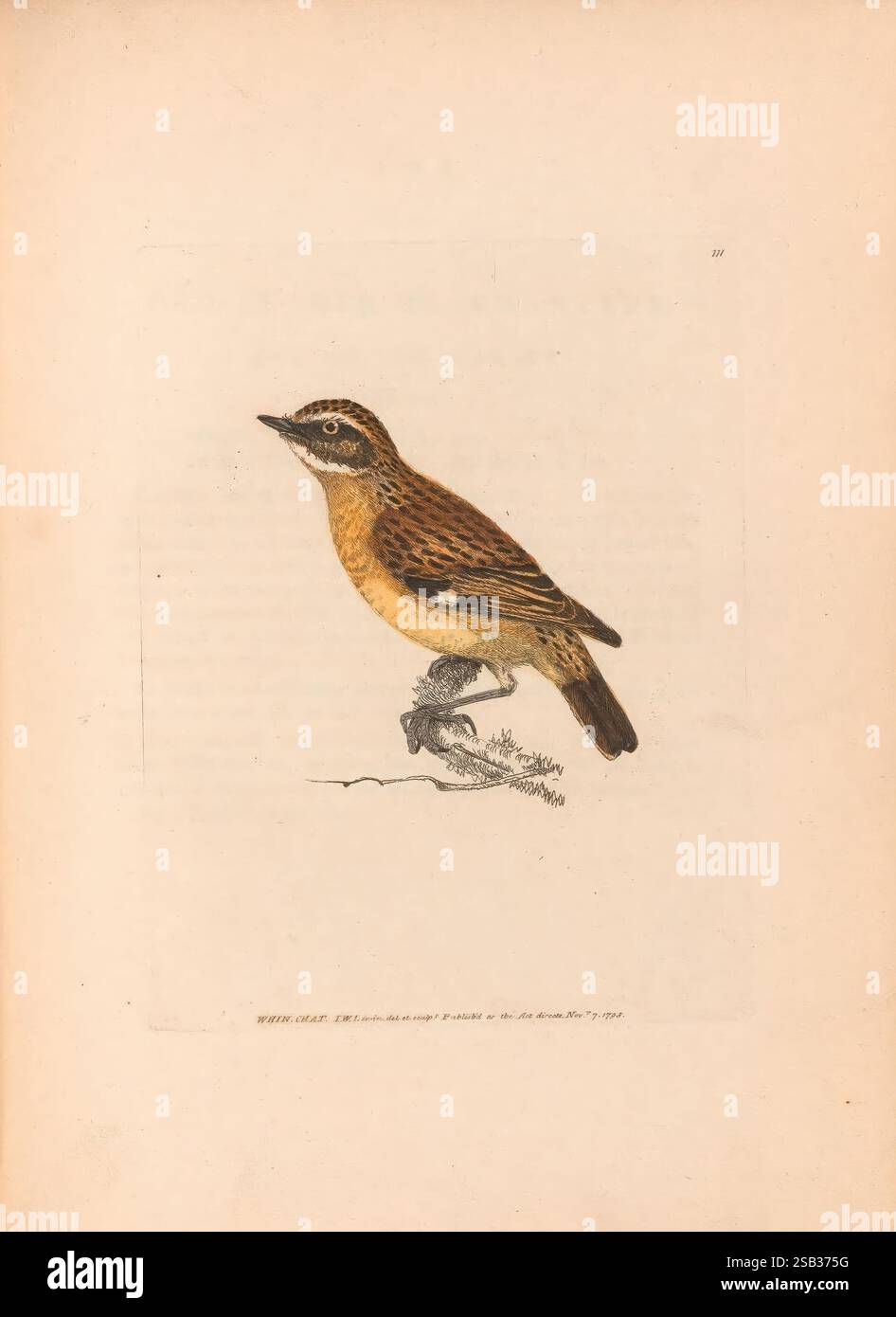 Typical of classic ornithological studies hi-res stock photography and ...