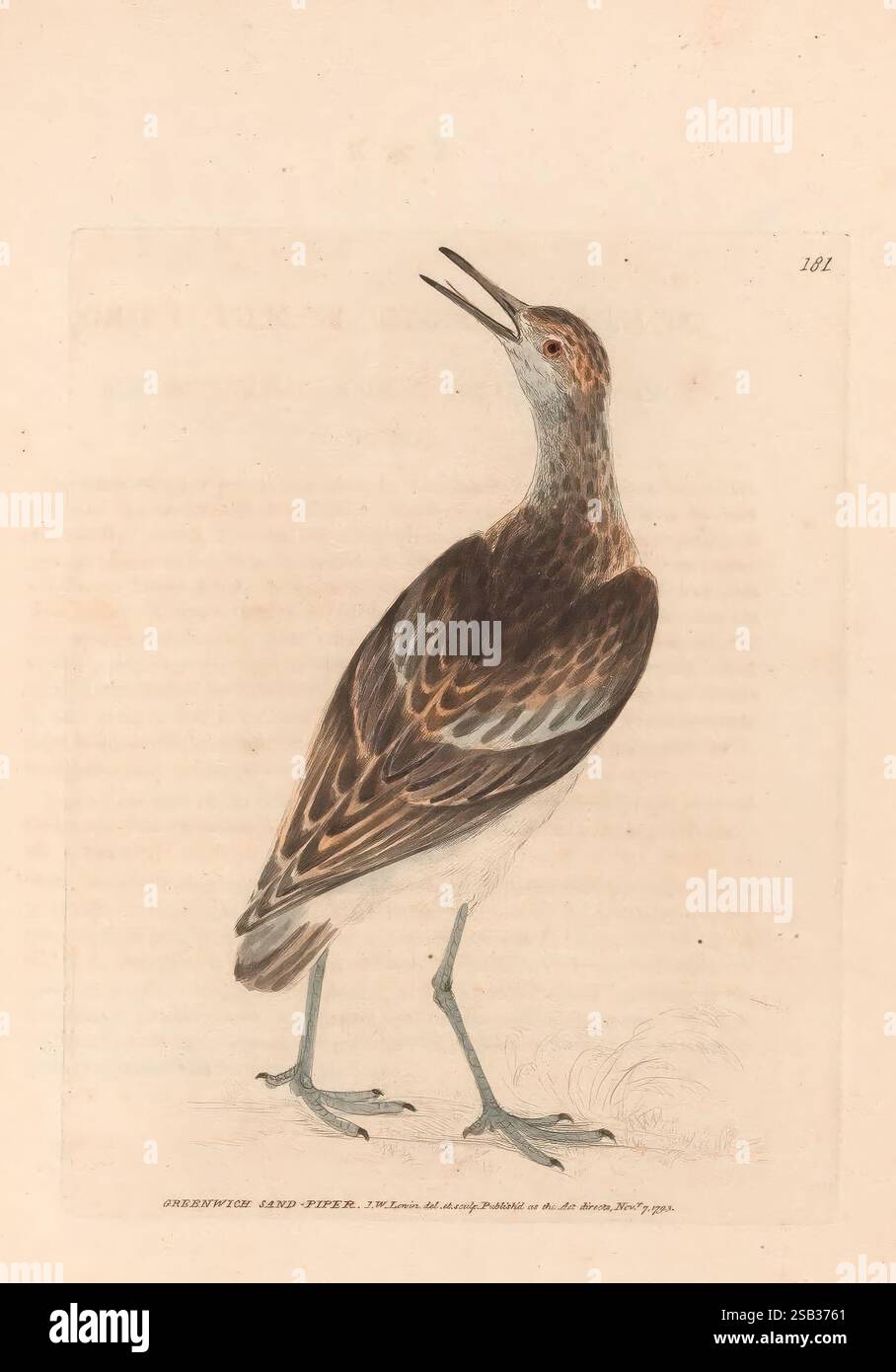 Delicate bird specimen hi-res stock photography and images - Alamy