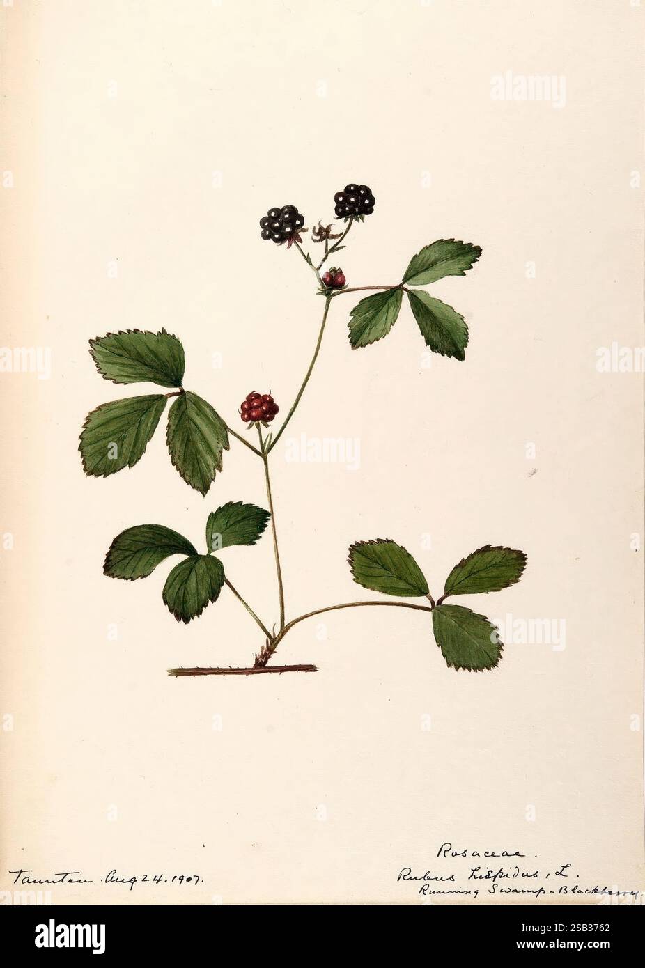 Water, color sketches, of, plants, of, North, America, and, Europe, A ...