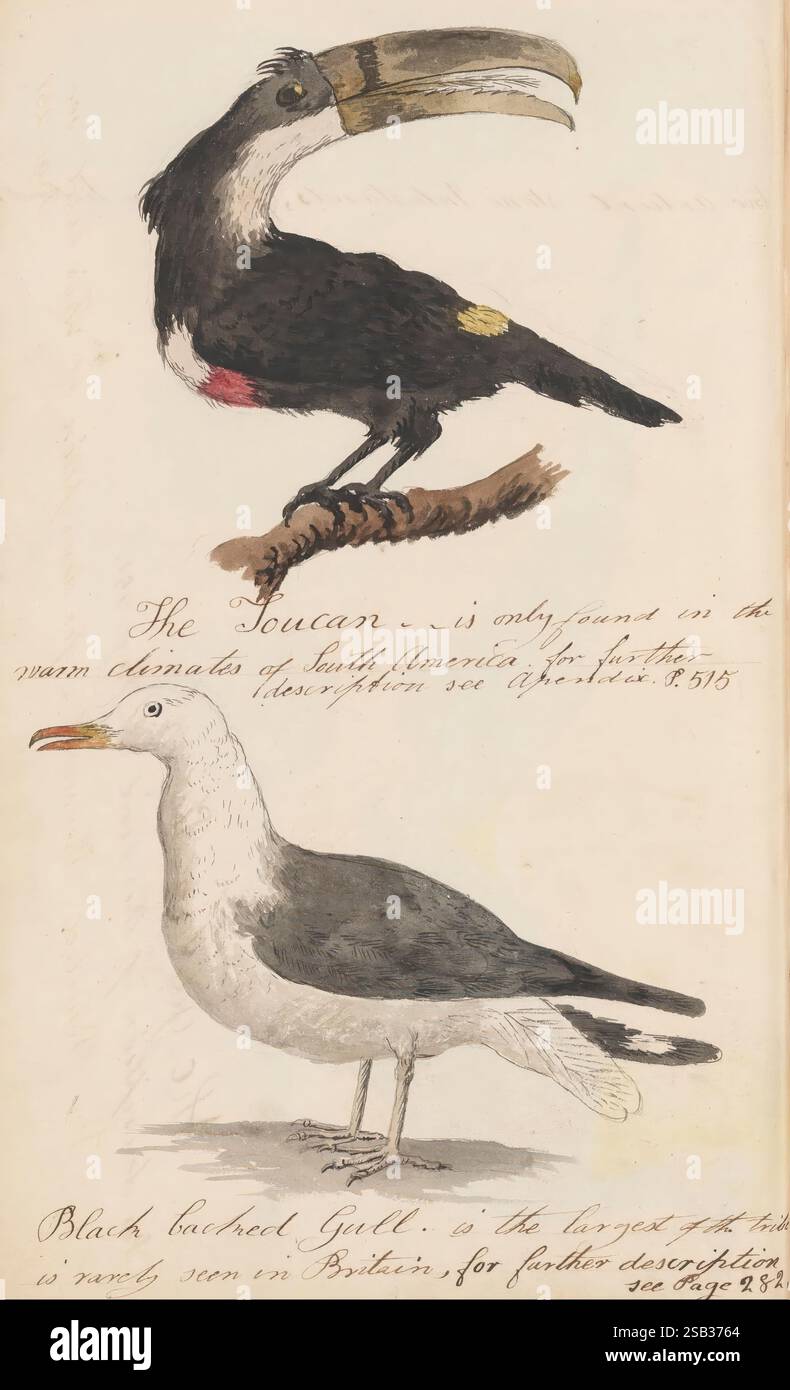 The Naturalist's Companion containing drawings with suitable ...