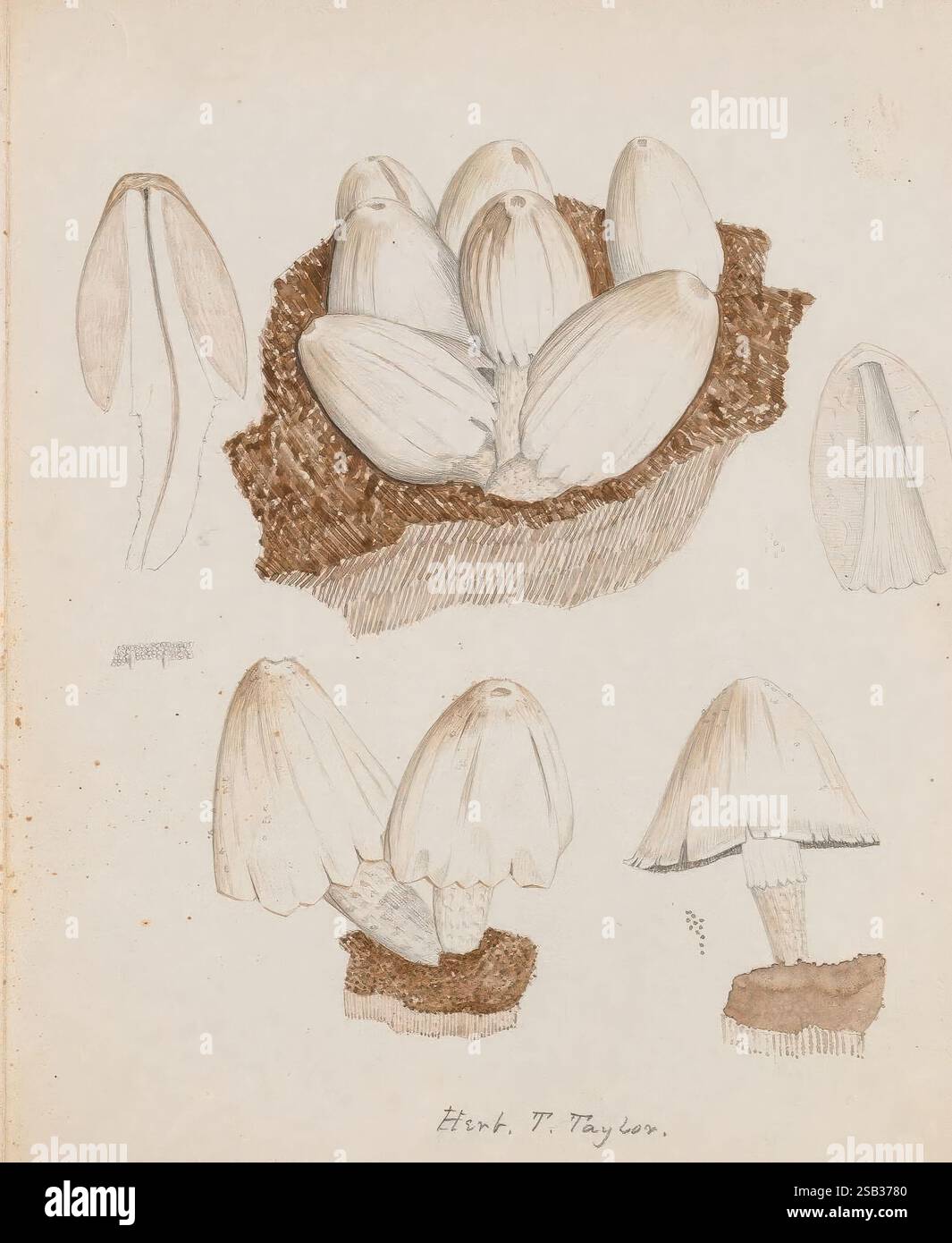 Drawings of fungi, Not before 1839, fungi, pictorial works, The ...