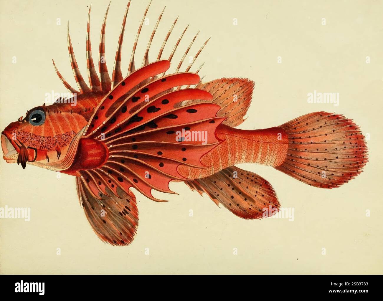 Fishs scales exhibit hi-res stock photography and images - Alamy