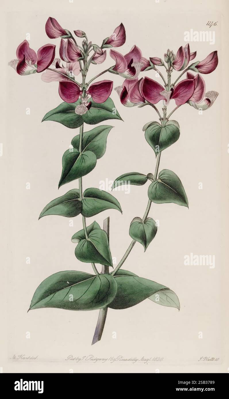 Bloom features prominent petals hi-res stock photography and images - Alamy