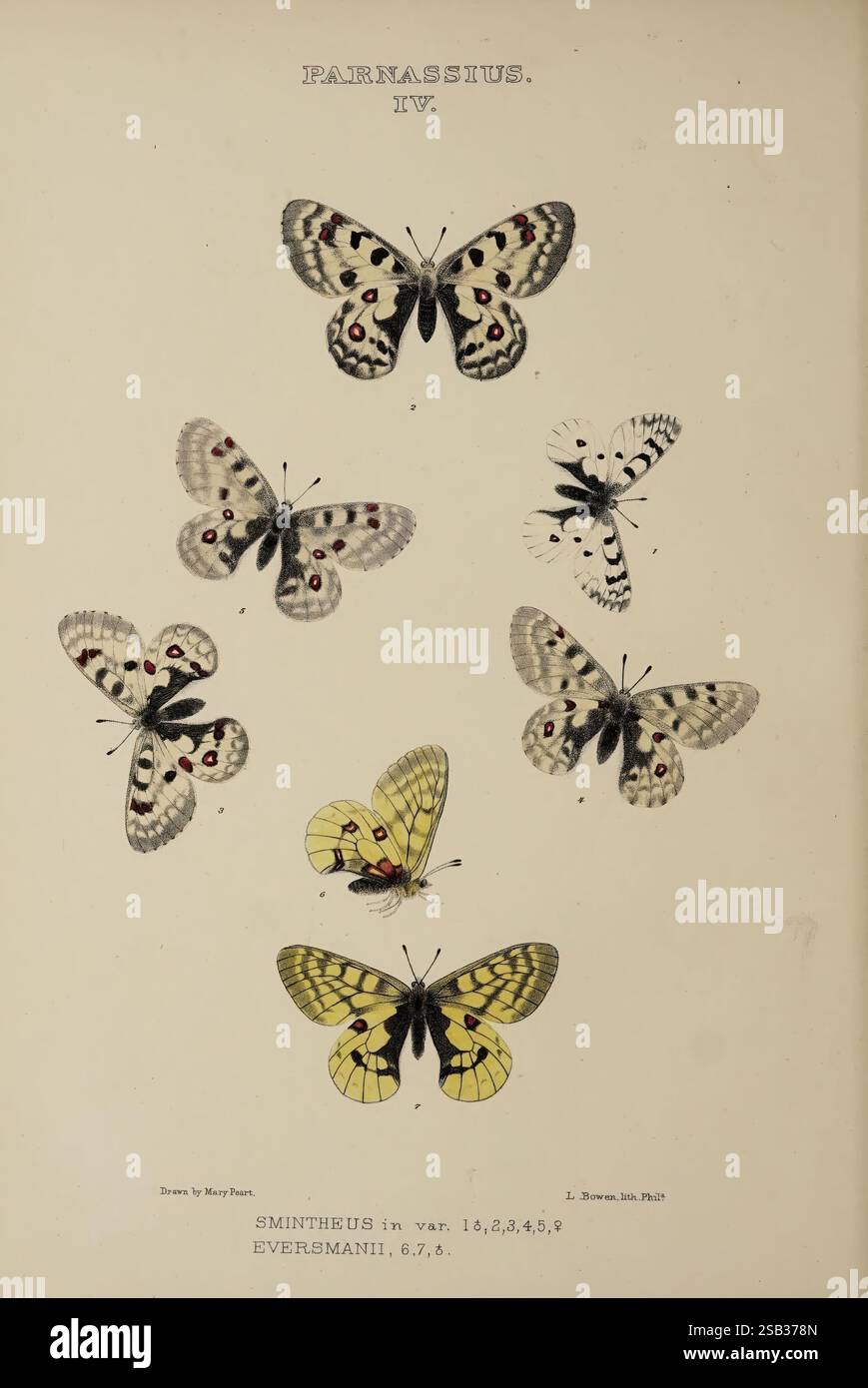 Studying lepidoptera diversity hi-res stock photography and images - Alamy