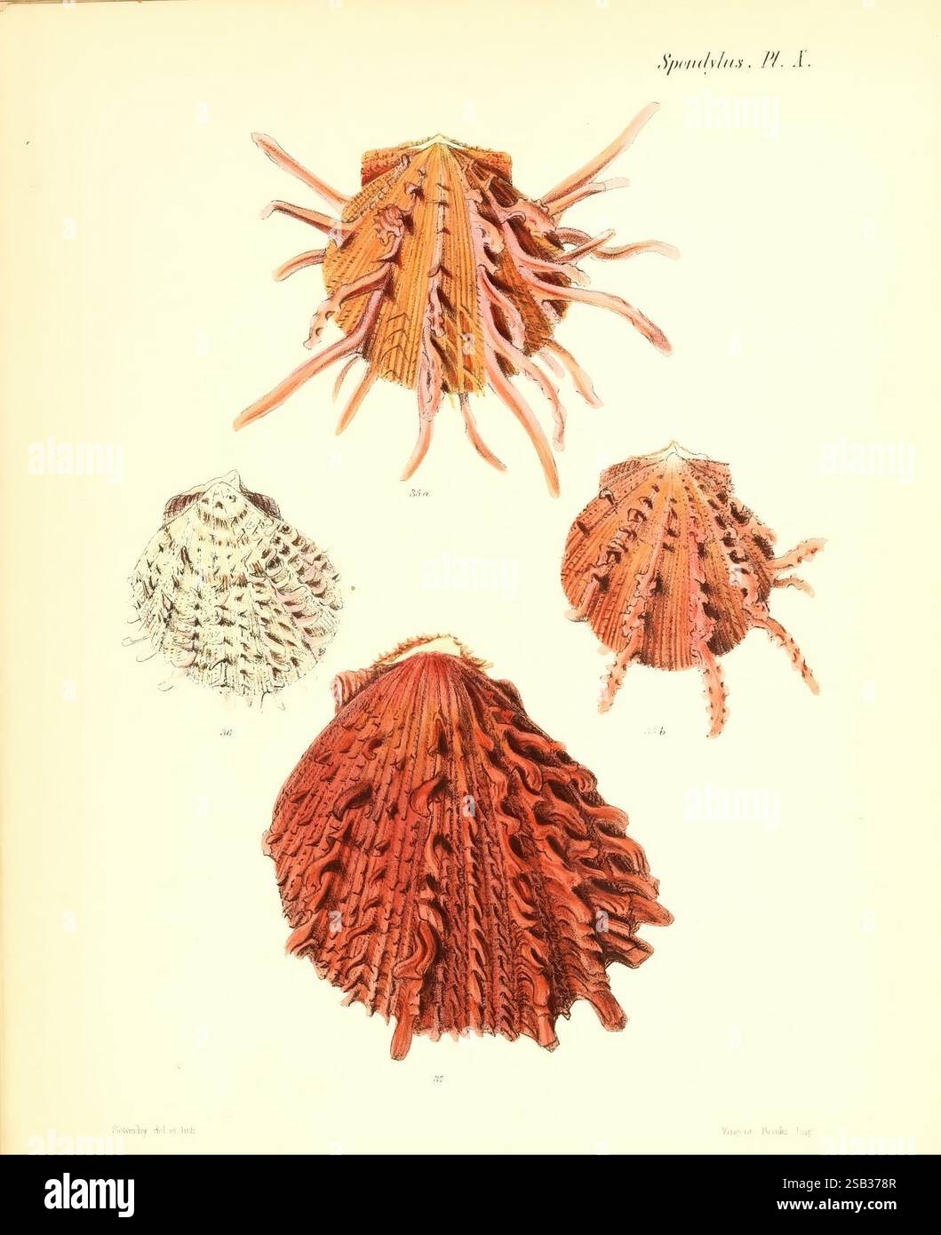 Conchologia iconica, or Illustrations of the shells of molluscous ...