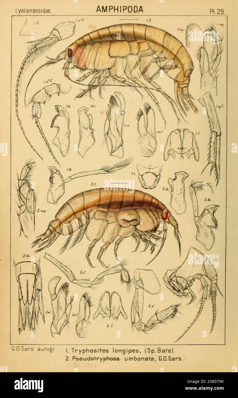 Enhance understanding of entomological classification hi-res stock ...