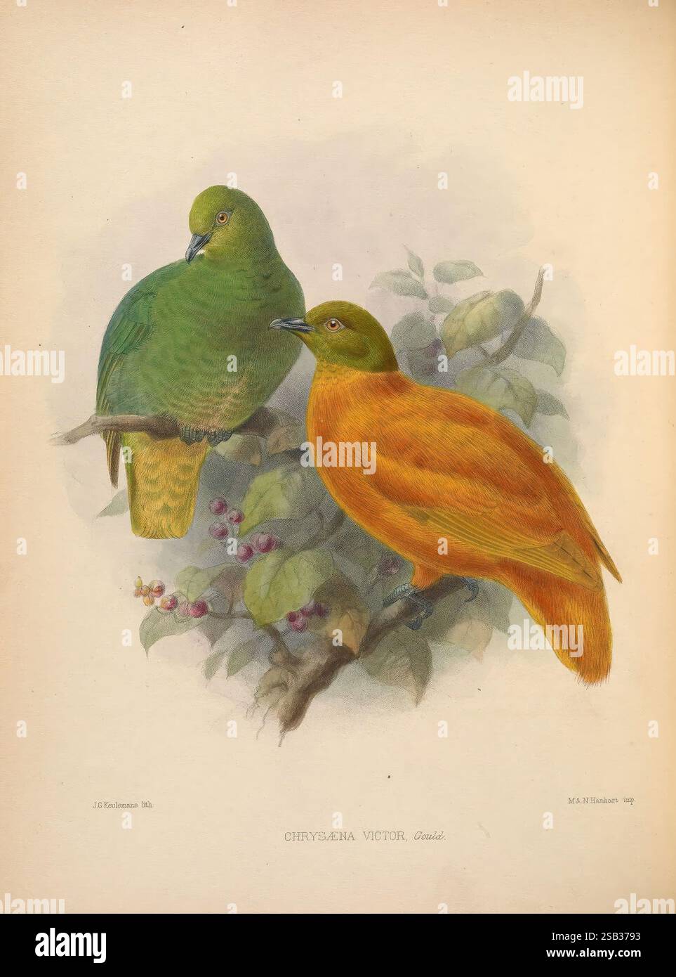 Chrysaena victor orange fruit dove hi-res stock photography and images ...