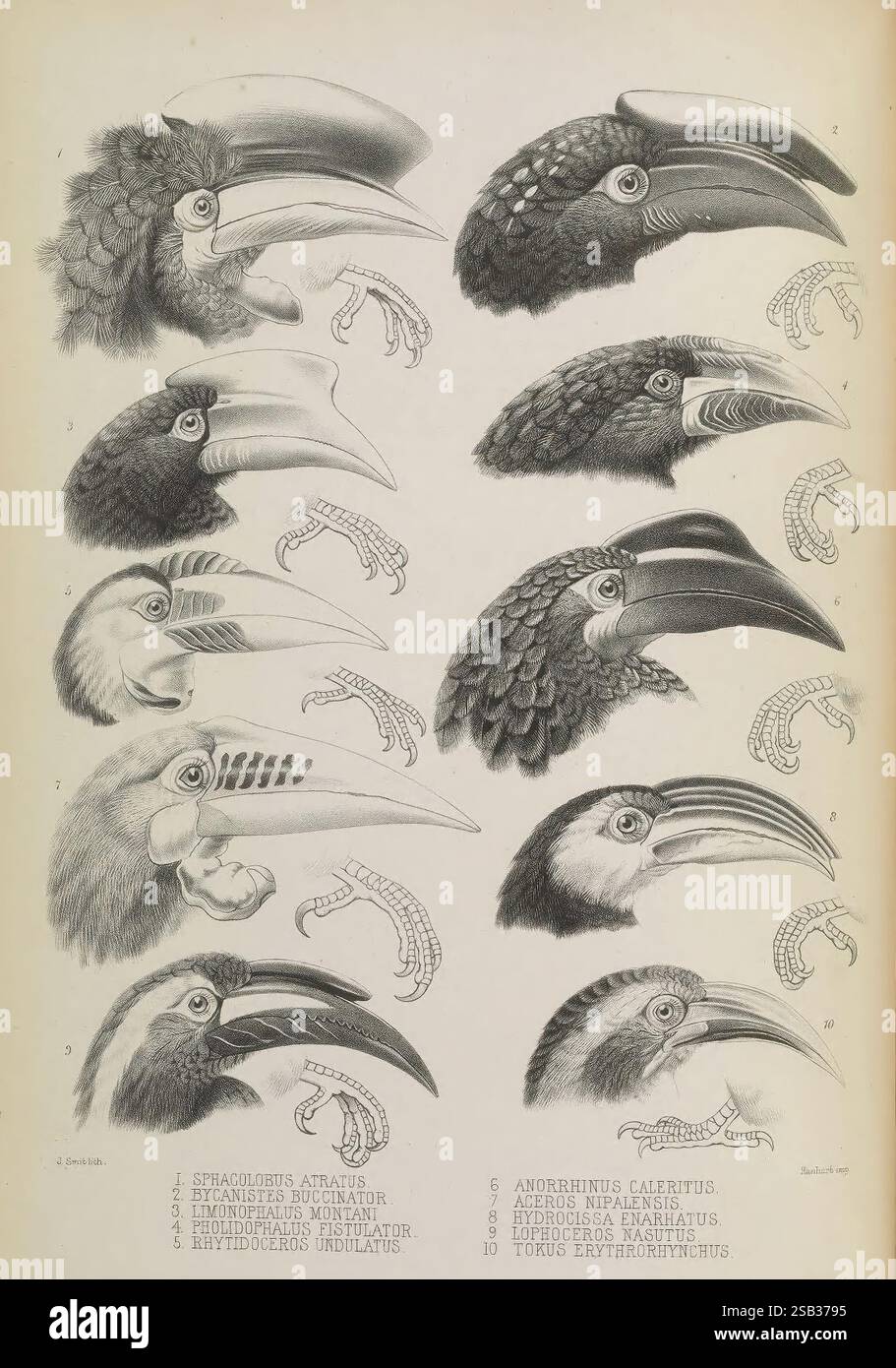 Beak morphology across species hi-res stock photography and images - Alamy