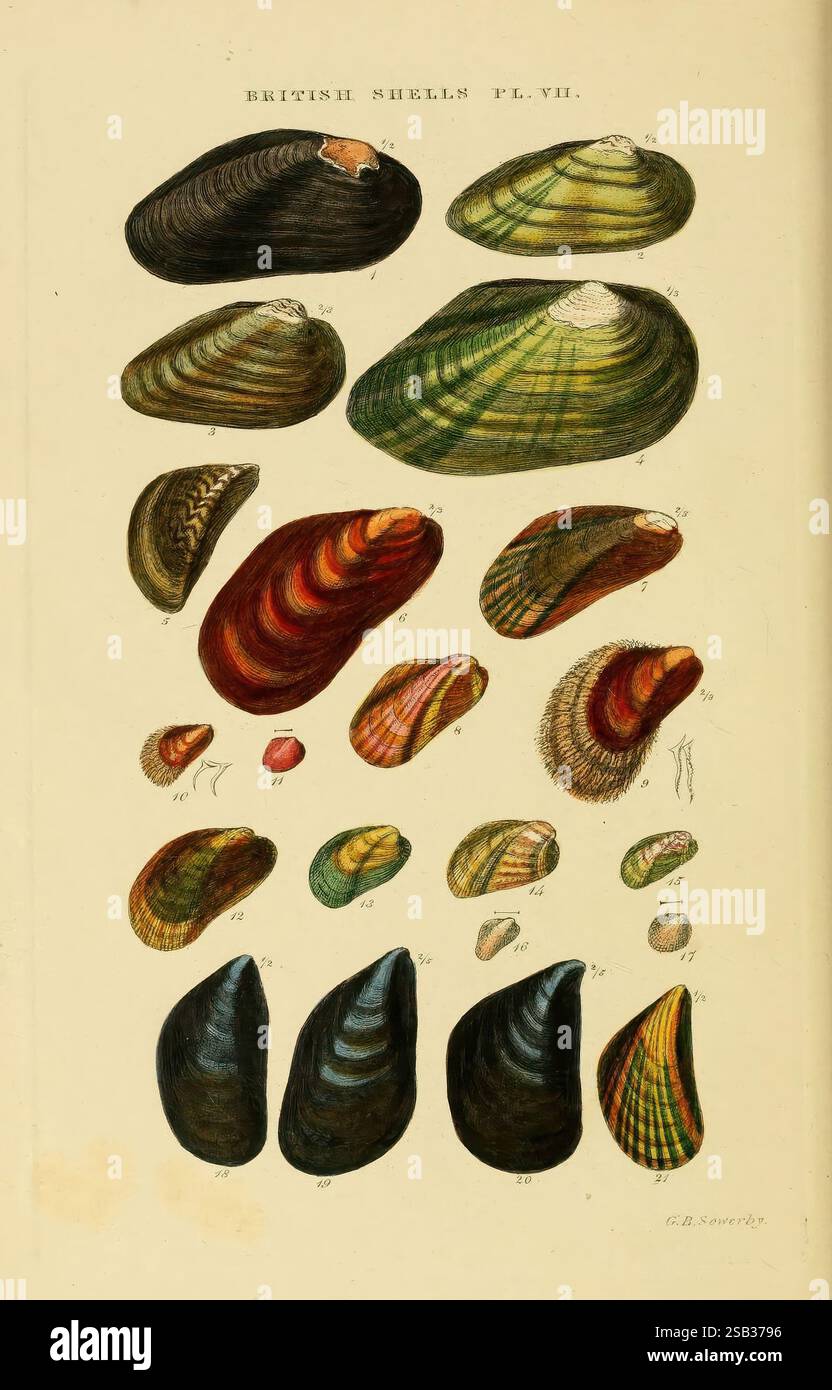 Illustrated, index, of, British, shells, London, Simpkin, Marshall, and ...