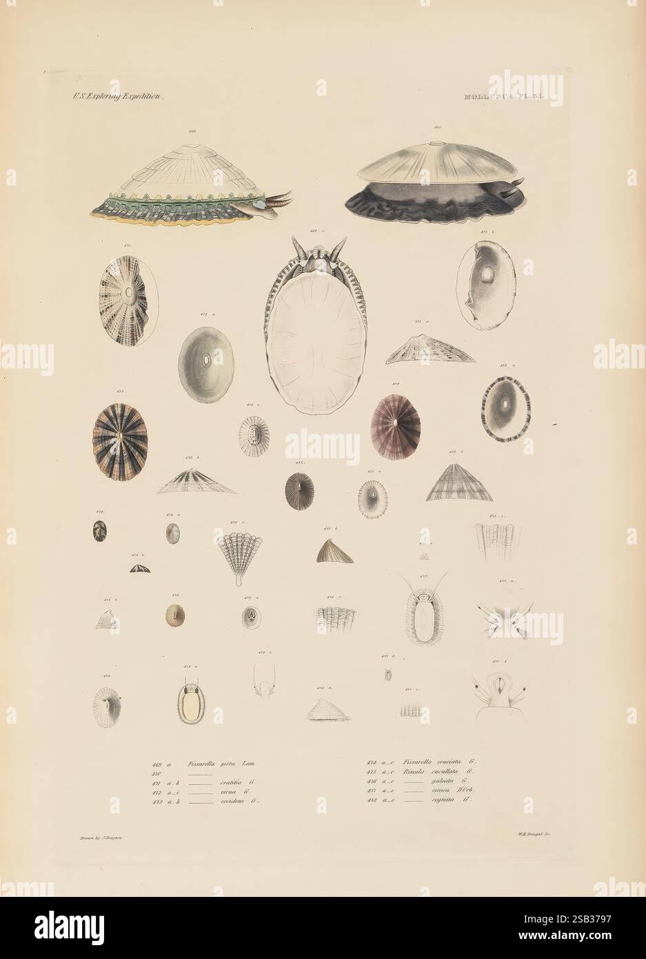 Intricate diversity of marine life within hi-res stock photography and ...
