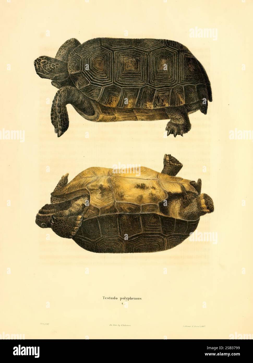North American herpetology, Philadelphia, J. Dobson, 1836-1840, United ...