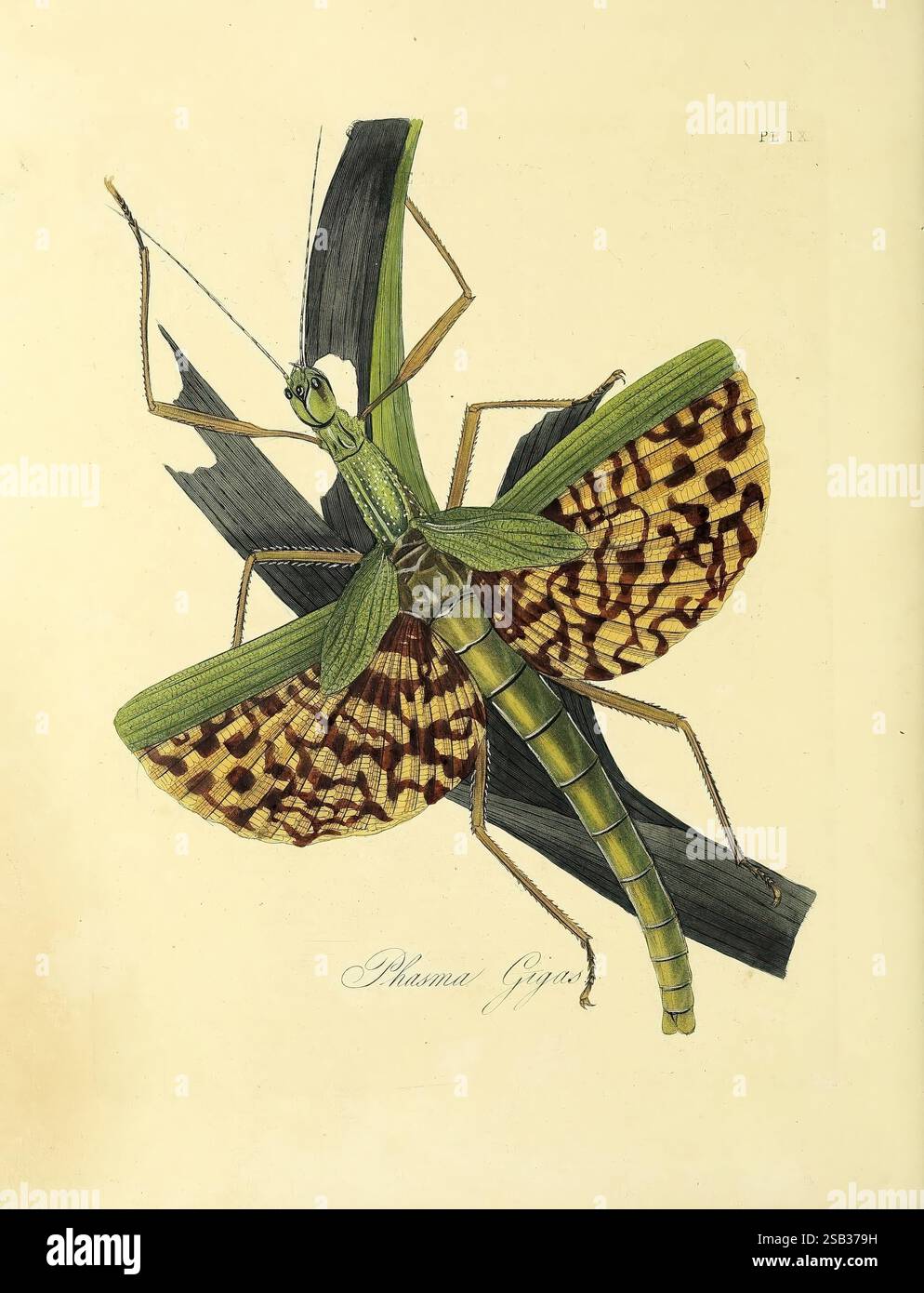 Wings feature complex patterns hi-res stock photography and images - Alamy