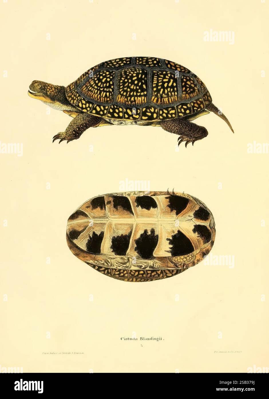 North American herpetology Philadelphia J. Dobson 1836-1840 United ...