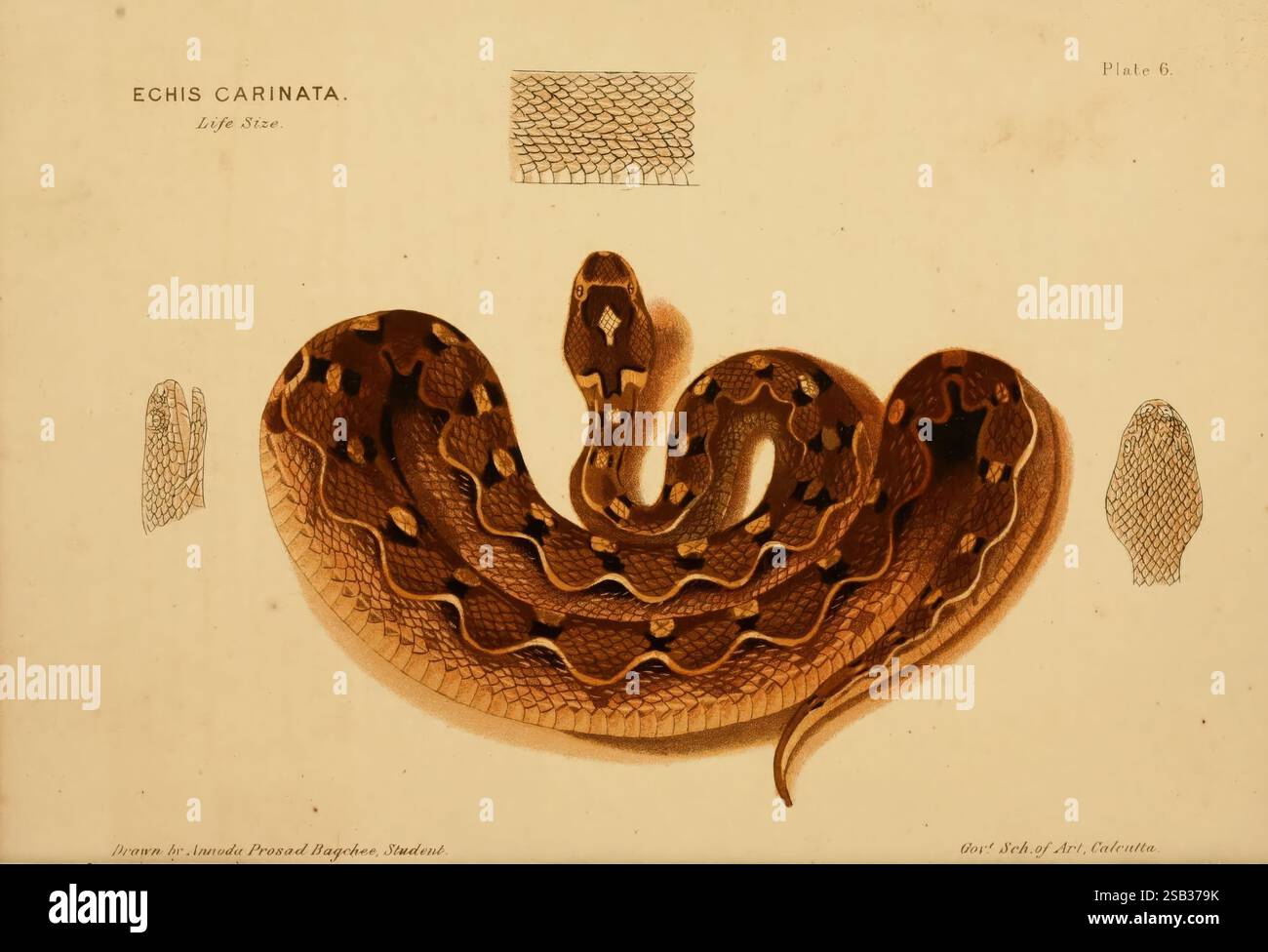 The poisonous snakes of India London: J. & A. Churchill, 1878 India ...