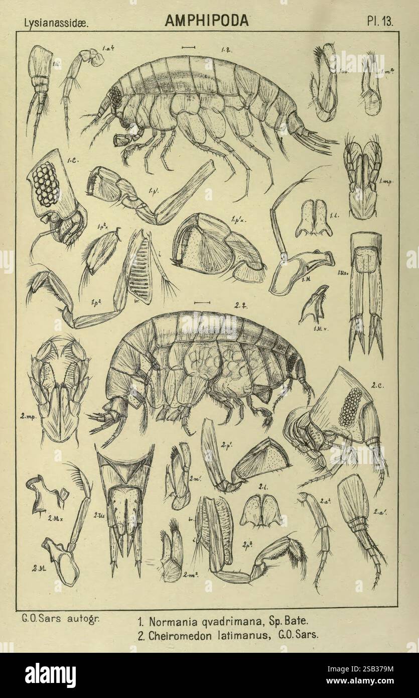 An account of the Crustacea of Norway Amphipoda plates Christiania, A ...