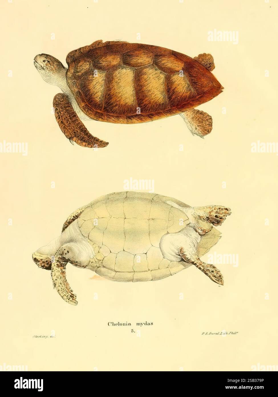 Upper view captures hi-res stock photography and images - Alamy