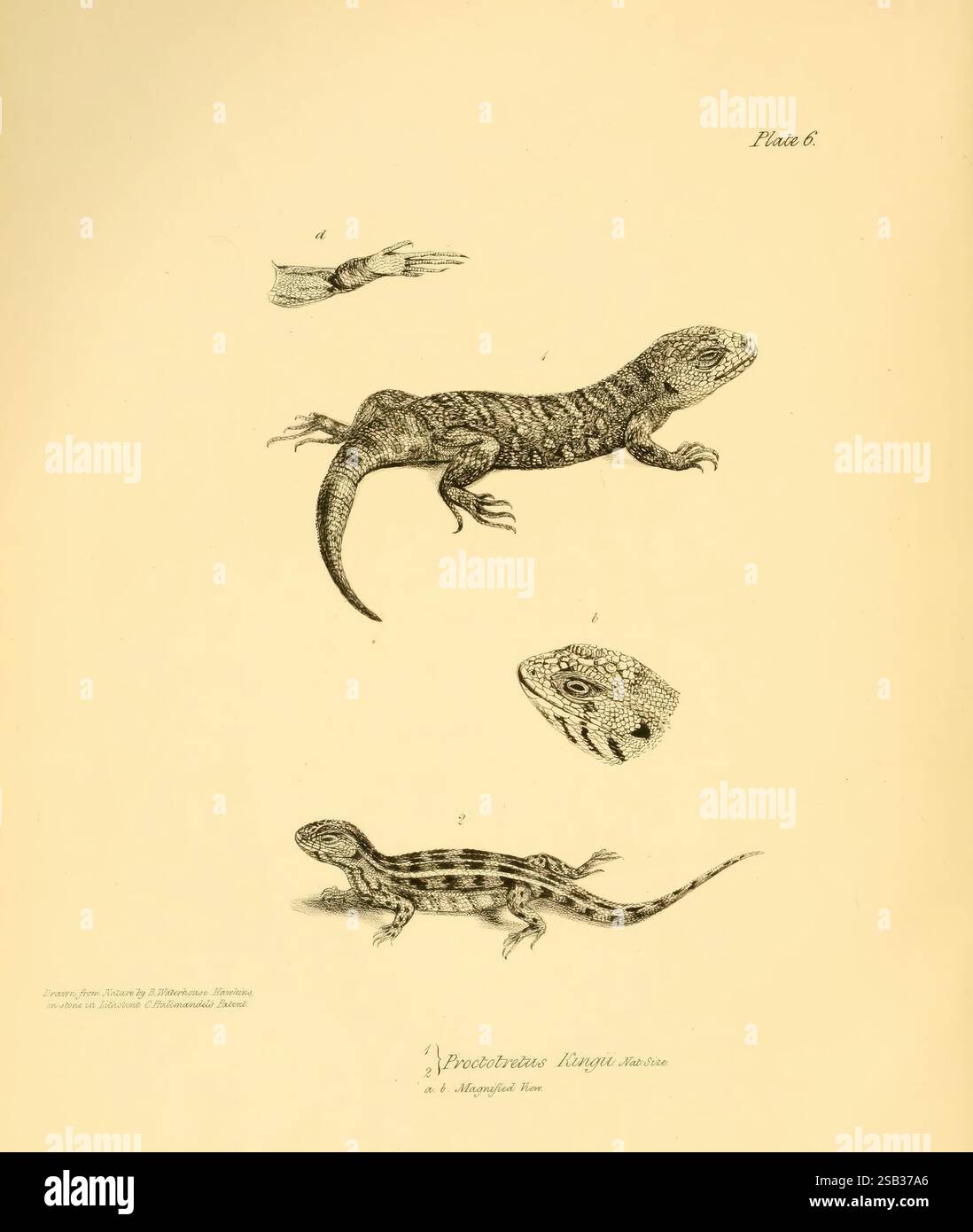 The zoology of the voyage of H.M.S. Beagle London, Smith, Elder & Co ...