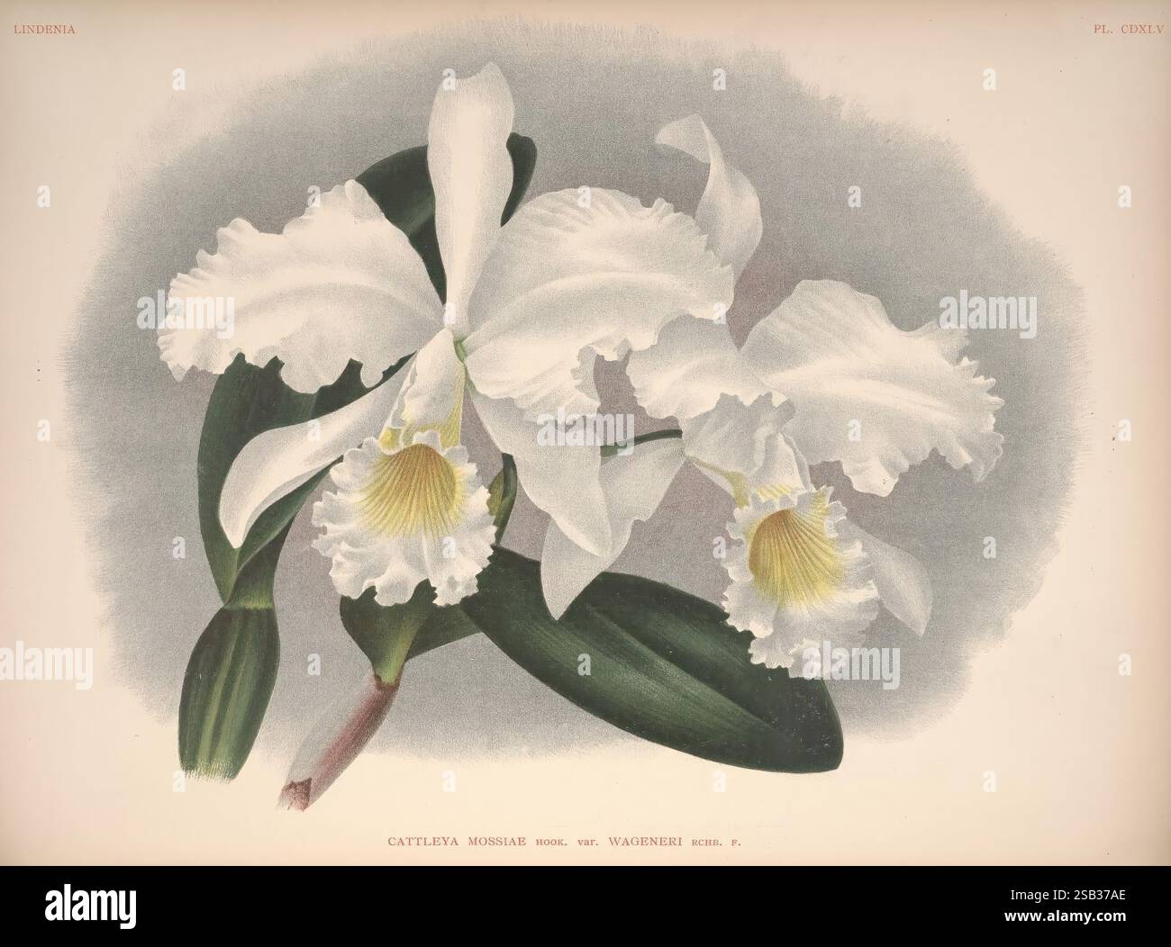 White labellum stands hi-res stock photography and images - Alamy