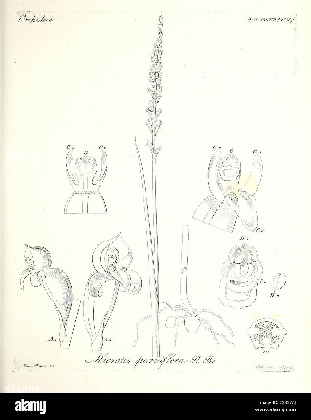 Iconographia generum plantarum, Vindobonae, F. Beck, 1838, botany ...