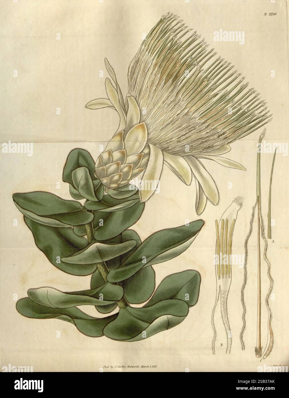 Curtis's botanical magazine London, New York botany periodicals ...